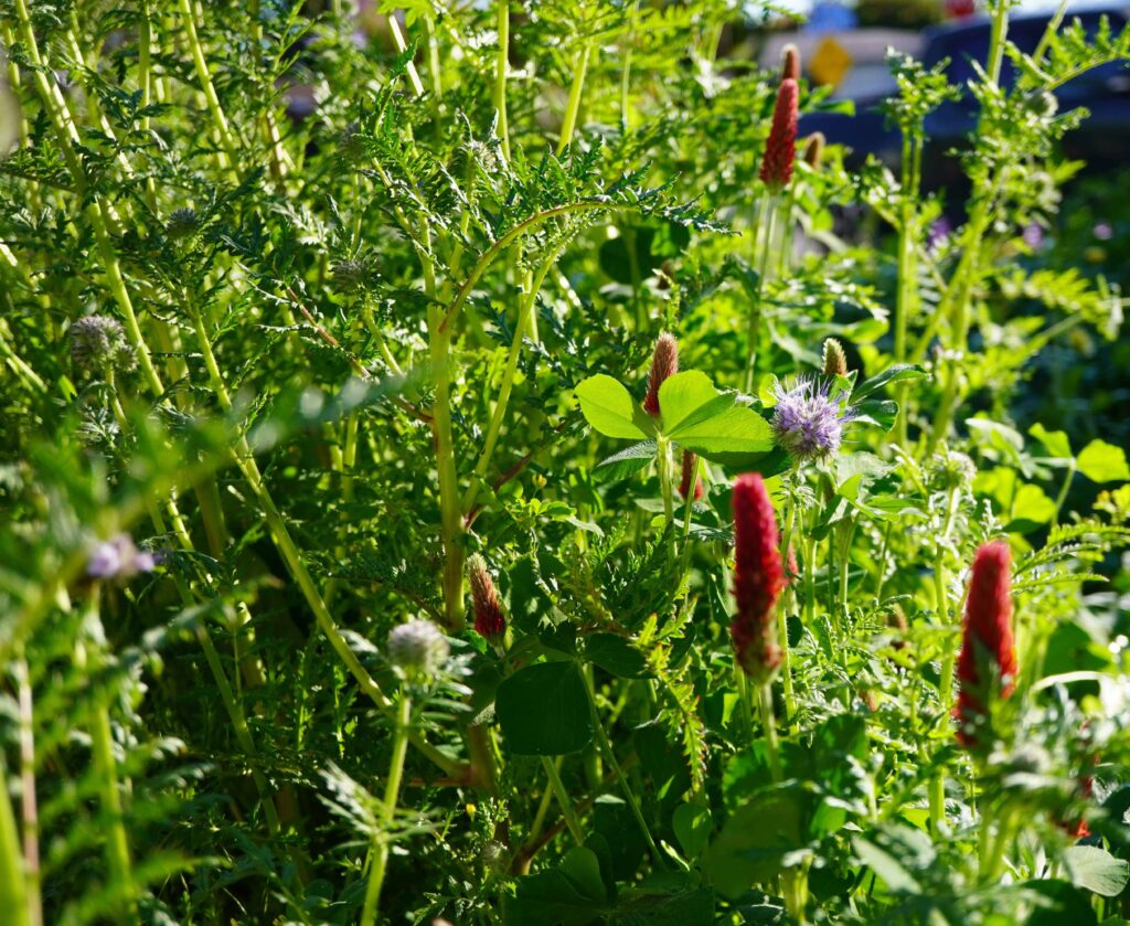 Resilient Alternatives To Non-Functional Commercial Turf - G3, Green ...