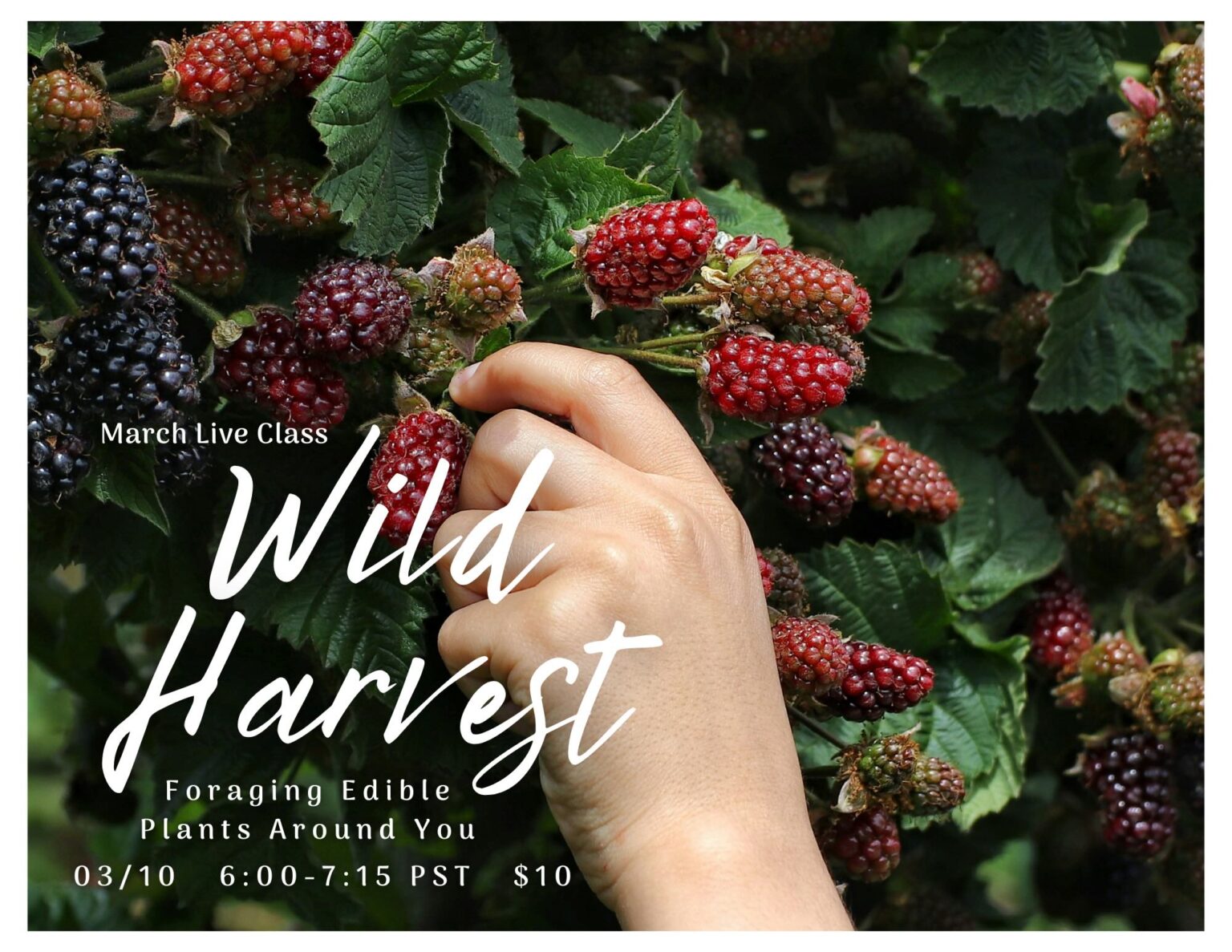 Foraging: Discovering Wild Food - WWT Property Owner - G3, Green ...